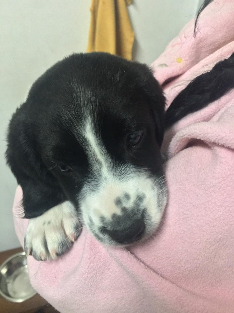 Take me home - For adoption, lost & found pets in Cyprus