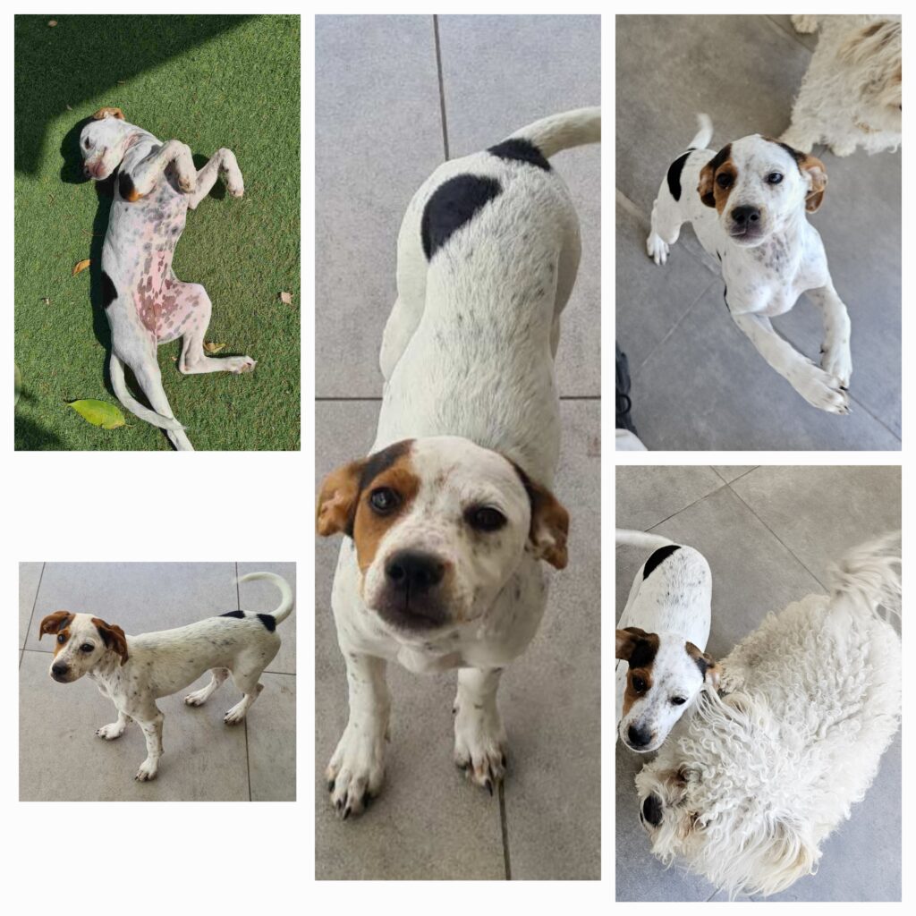 Adopt a pet in Cyprus - Take me home